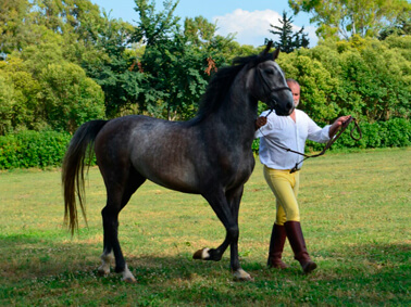 Il salvataggio di un tesoro, il PERSANO, un Cavallo Reale ed emblema ...