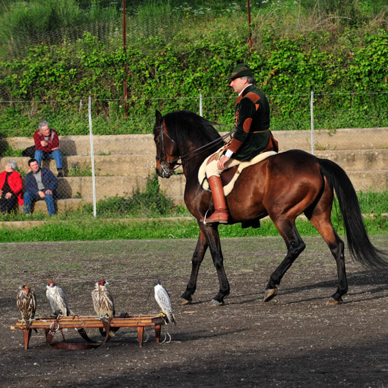Il salvataggio di un tesoro, il PERSANO, un Cavallo Reale ed emblema ...