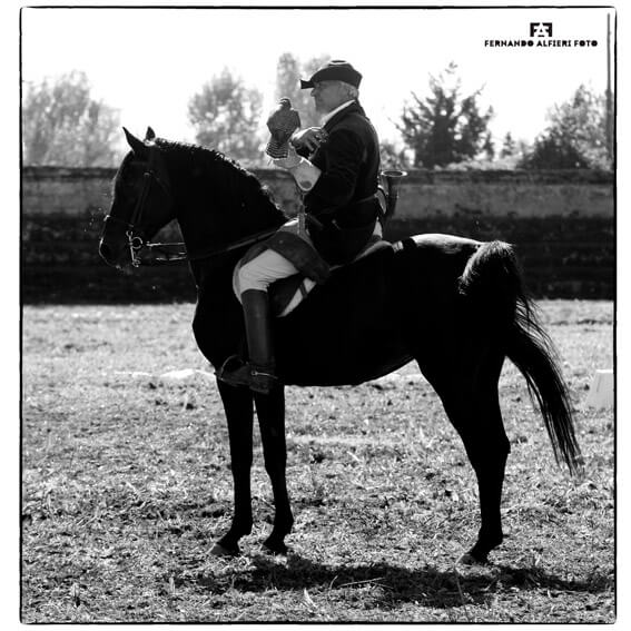 Il salvataggio di un tesoro, il PERSANO, un Cavallo Reale ed emblema ...